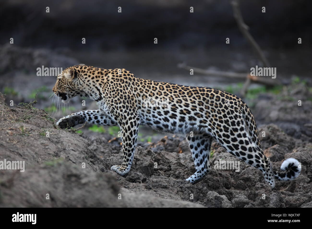 South luangwa safari hi-res stock photography and images - Alamy
