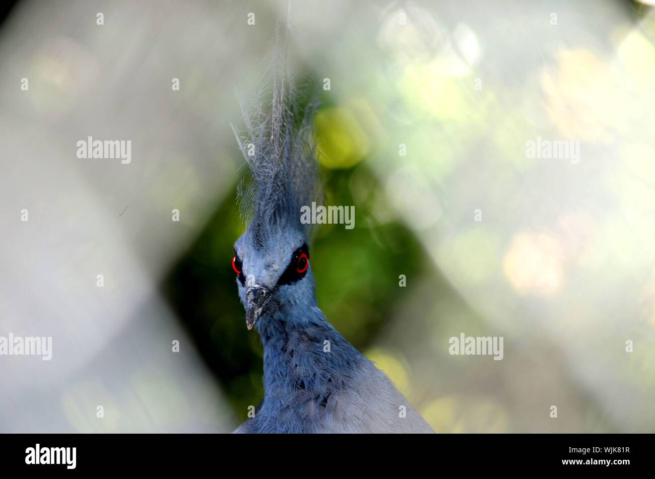 Crested bird hi-res stock photography and images - Alamy