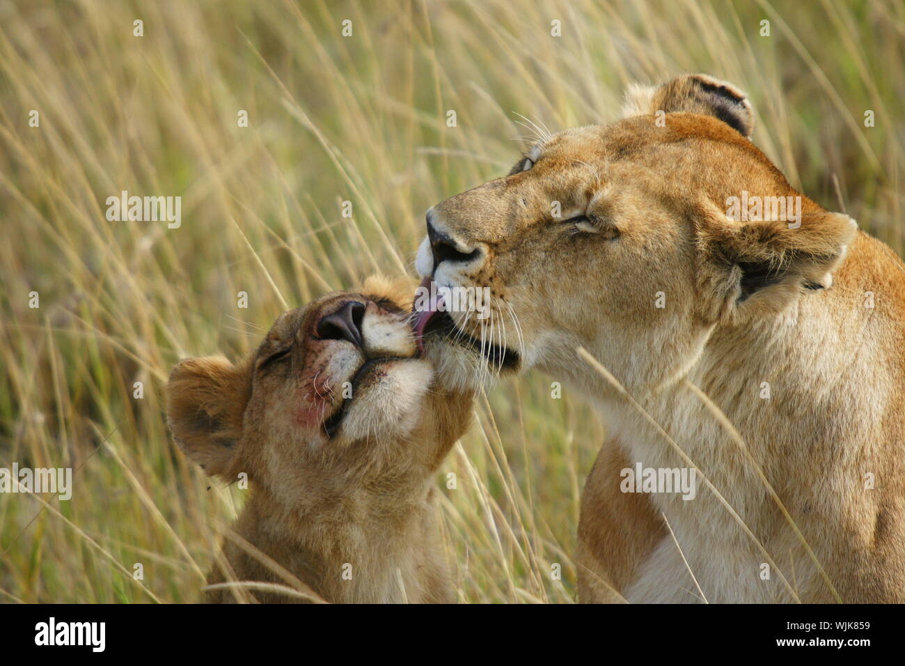Lioness sitting cub hi-res stock photography and images - Alamy