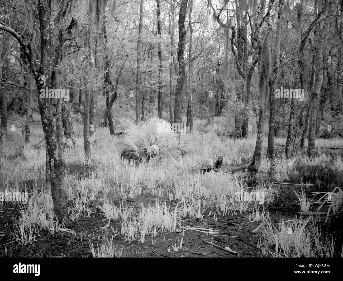 Historic Blakeley State Park, scene of the last major battle of the ...