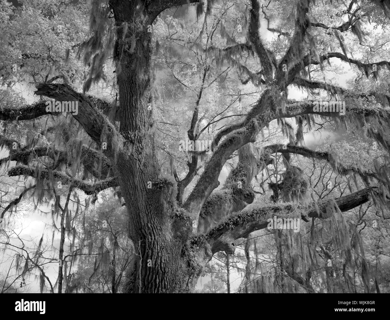 Historic Blakeley State Park, scene of the last major battle of the ...