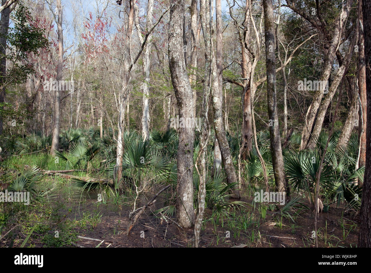 Historic Blakeley State Park, scene of the last major battle of the ...