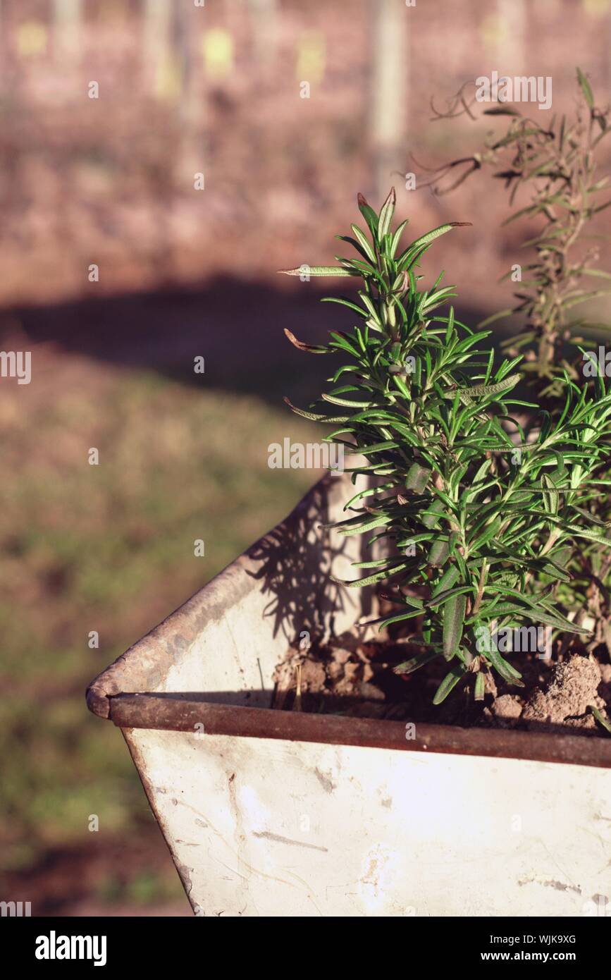 Rosemary plant in a rusty grape harvest bucket Stock Photo - Alamy
