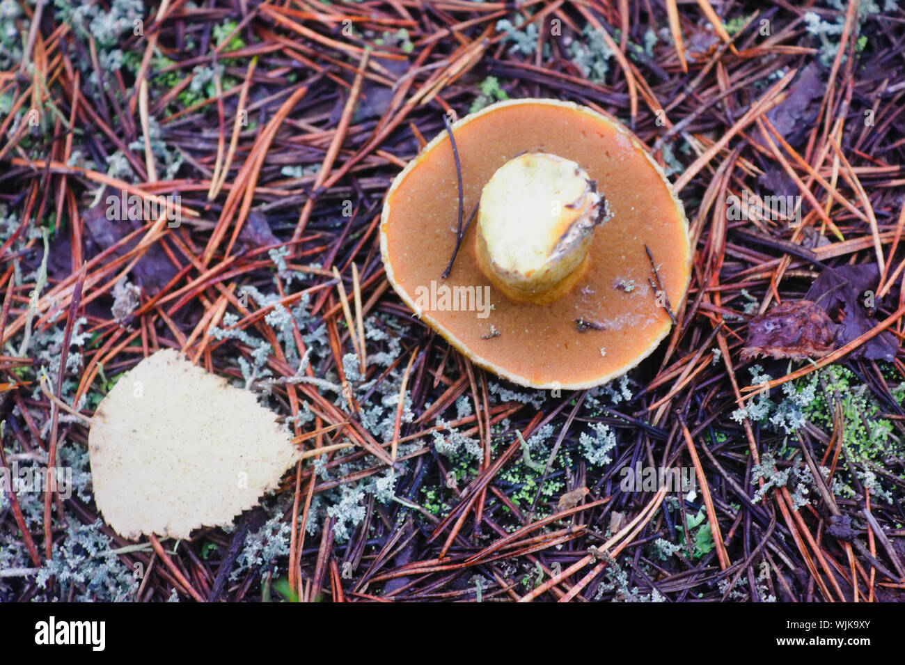 Xerocomus badius mushroom is growing in the forest Stock Photo - Alamy