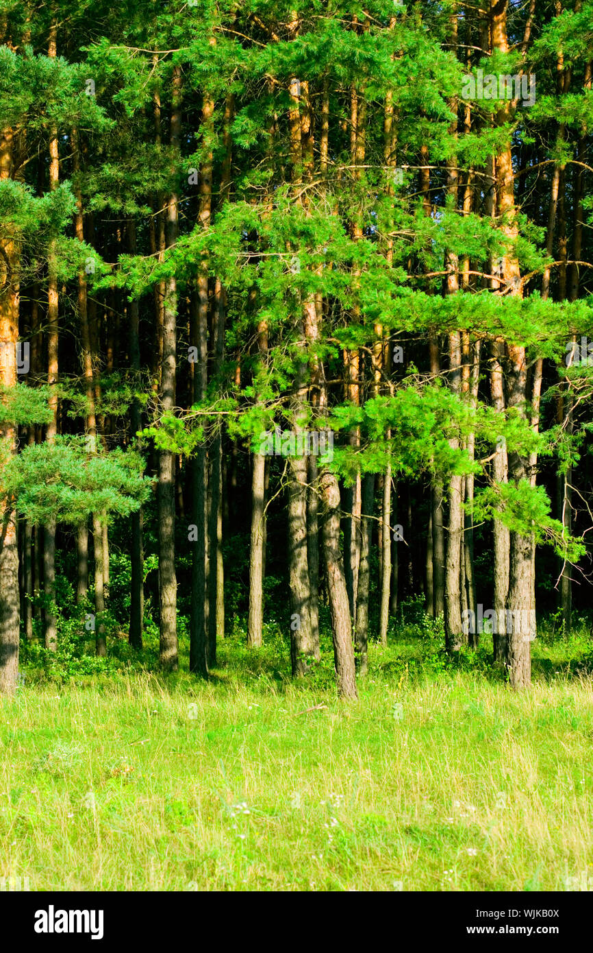 green pine forest background Stock Photo - Alamy