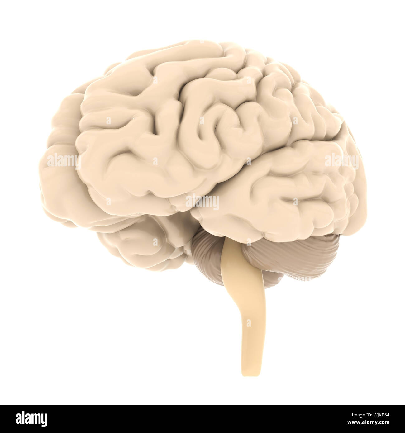 model of the brain isolated on white background Stock Photo - Alamy