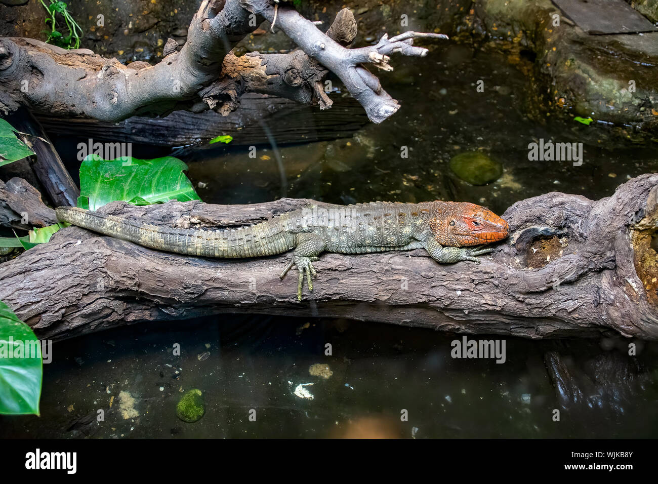 Caiman Lizard resting on a tree branch over some water Stock Photo - Alamy