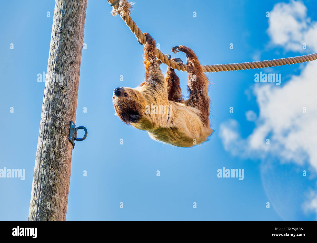 A Two Toed Sloth hanging upside down while walking along a rope Stock ...