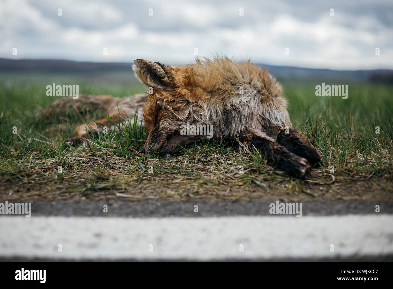 Dead fox on hi-res stock photography and images - Alamy