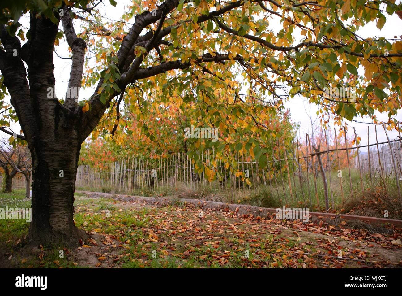 Cherry fields in golden colorful orange outumn in Spain Stock Photo - Alamy