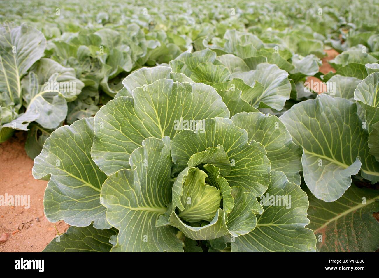 Cabbage fields in Spain, rows of vegetable food Stock Photo - Alamy