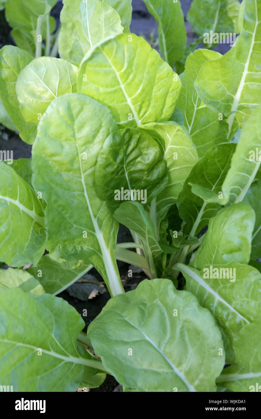 Living chard plant hi-res stock photography and images - Alamy