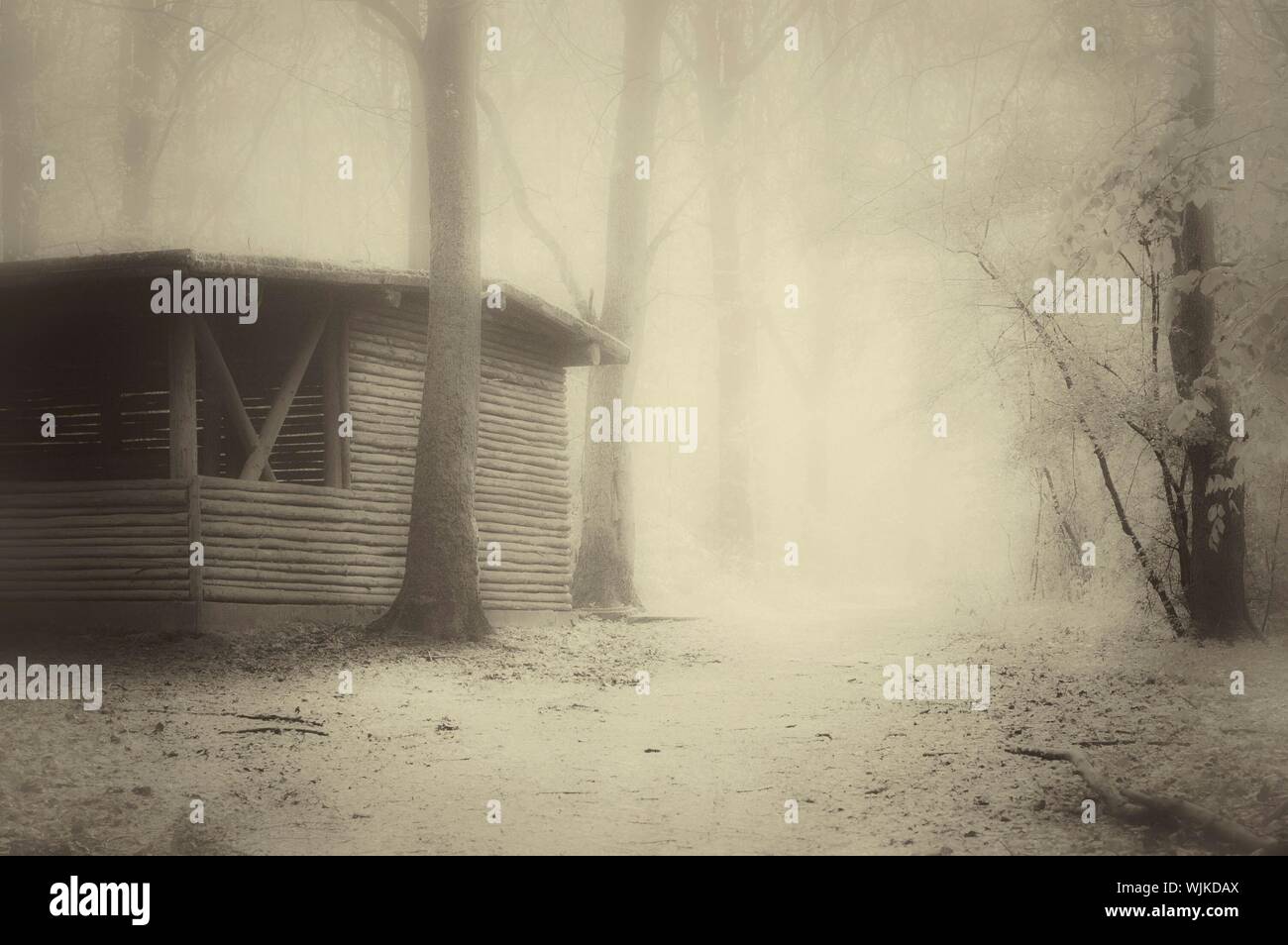 Wooden hut forest hi-res stock photography and images - Alamy