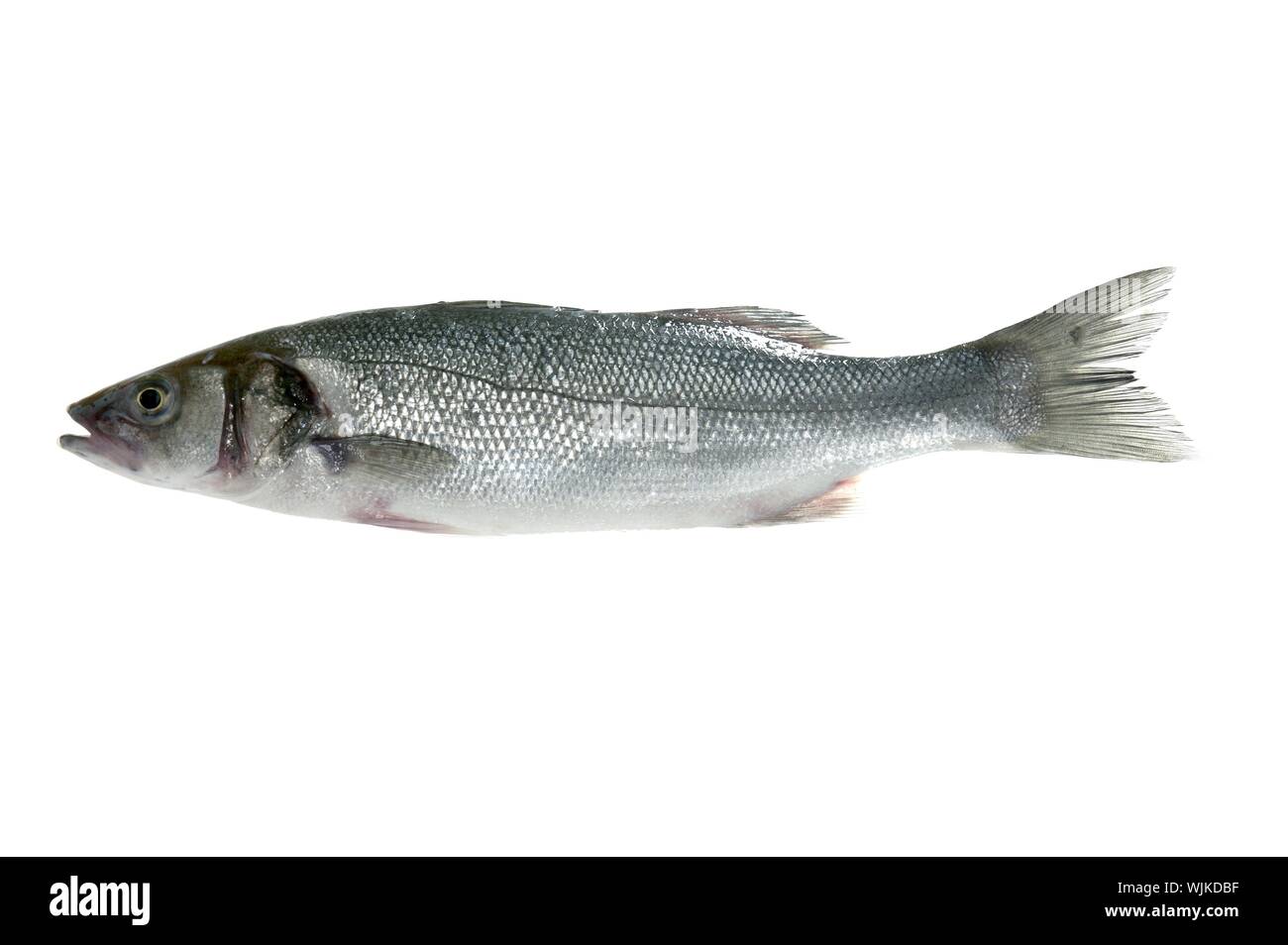 Sea bass, seabass fish isolated on white macro detail Stock Photo - Alamy