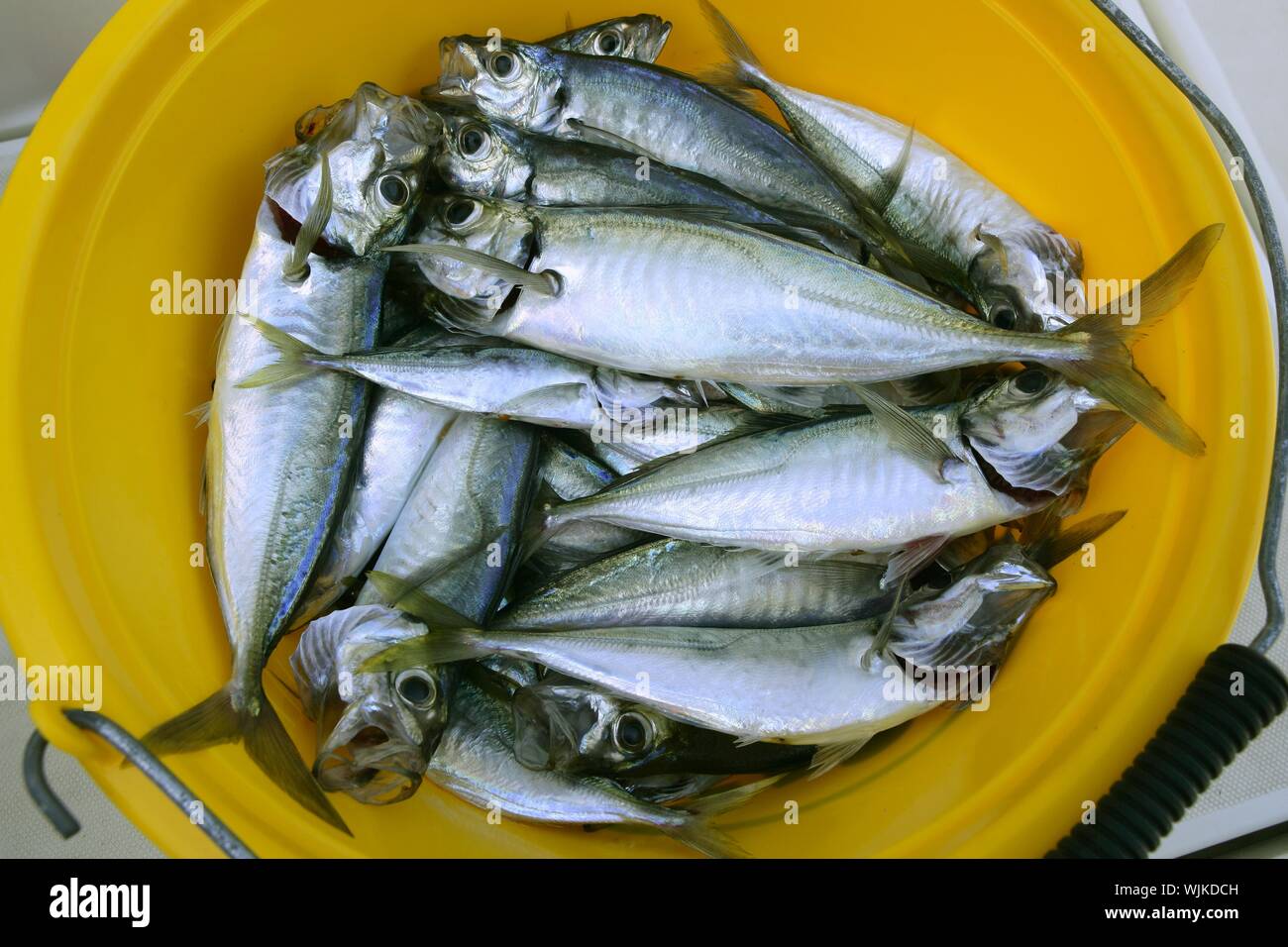 Horse eye mackerel hi-res stock photography and images - Alamy
