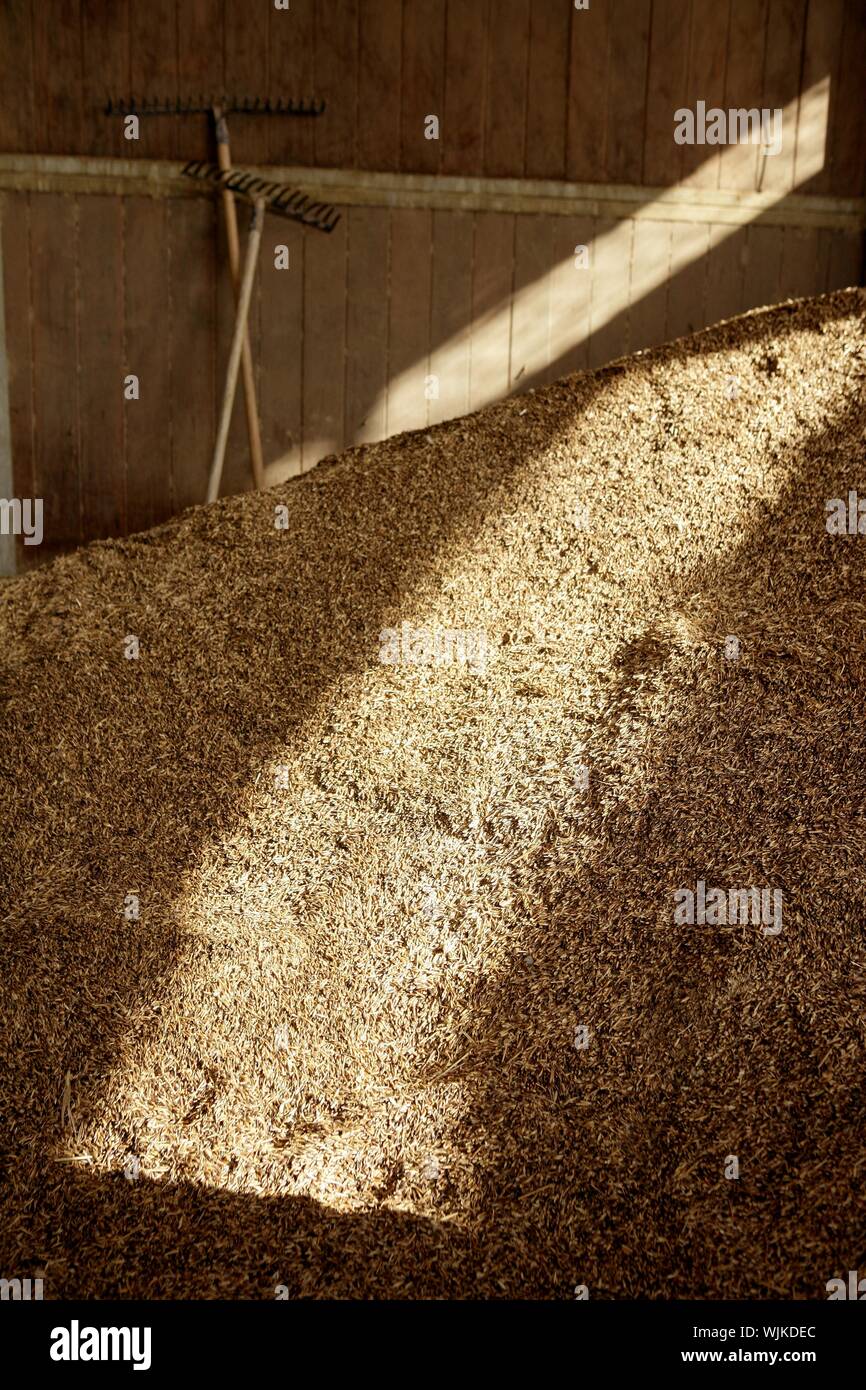 Oat cereal image. Oats barn winth light beam and rake tools Stock Photo ...