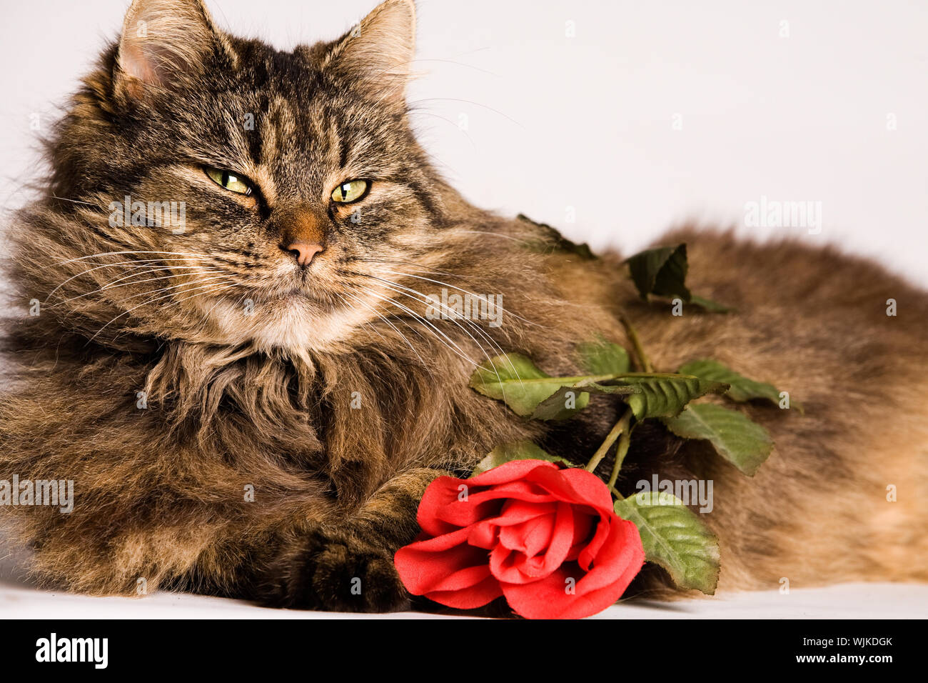 Fluffy cat is waiting with a valentine rose Stock Photo - Alamy