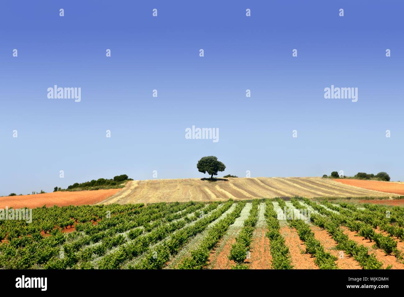 Grapefruit agriculture, green rows vineyard field in spain Stock Photo ...