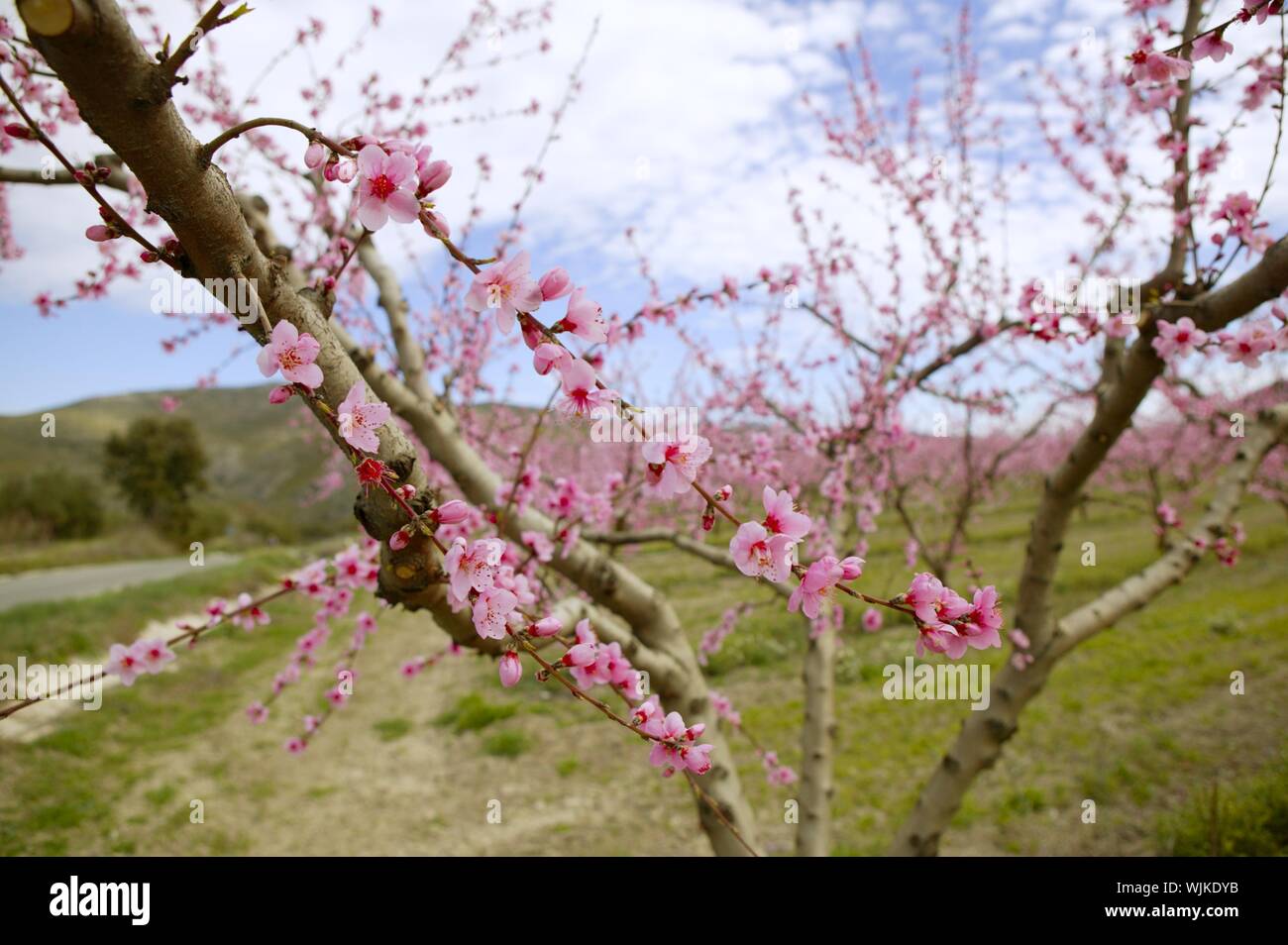 Pink almond tree flowers on early Mediterranean spring Stock Photo - Alamy