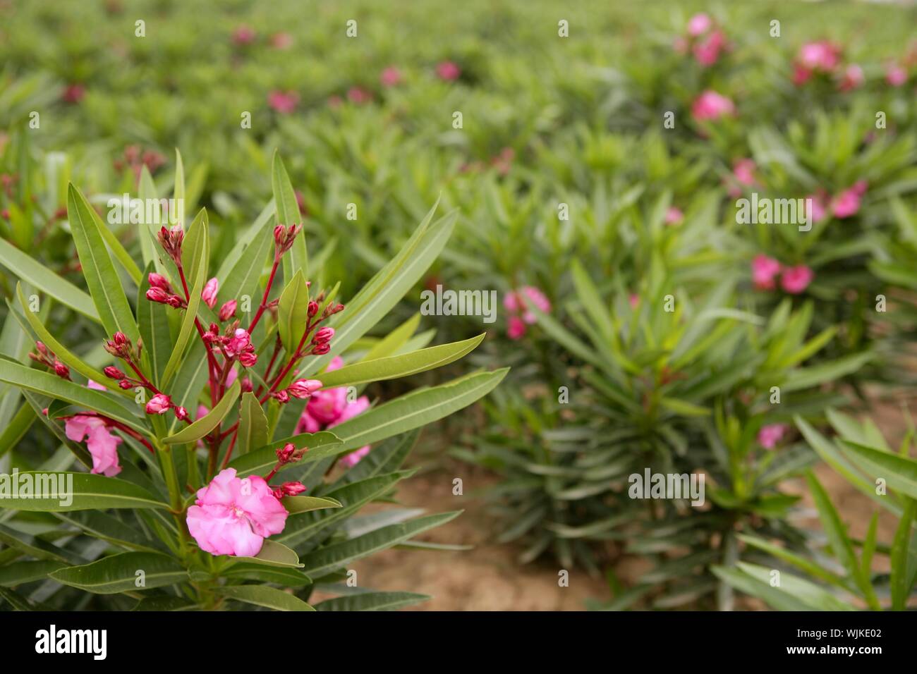 Oleander pink flower ornamental fields in Spain Stock Photo - Alamy