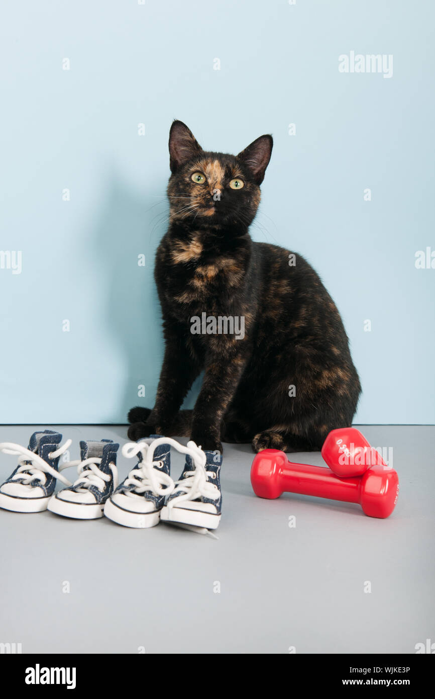 Little cat had trained the muscles Stock Photo - Alamy