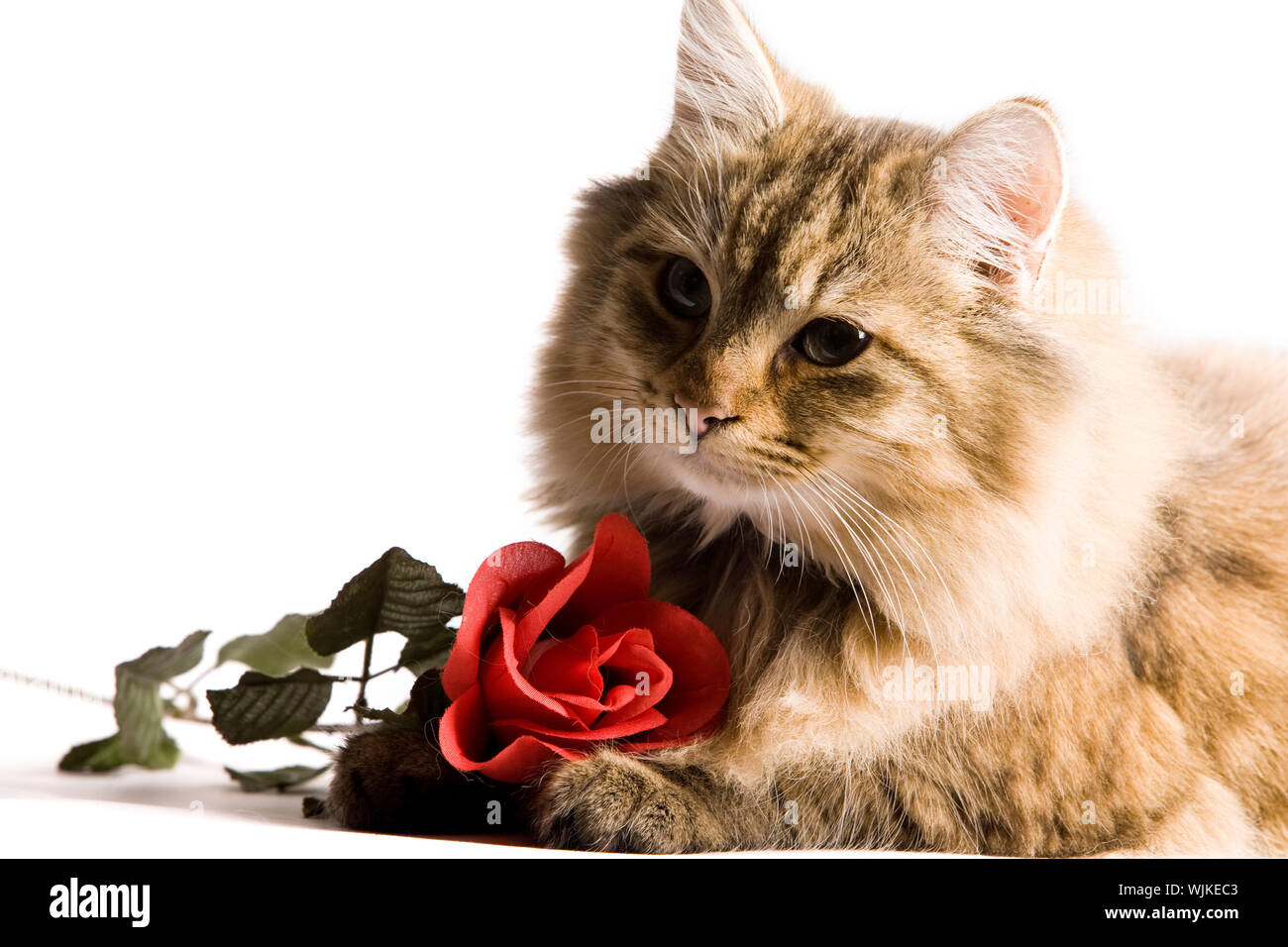 Young awe cat is asking something for valentines day Stock Photo - Alamy
