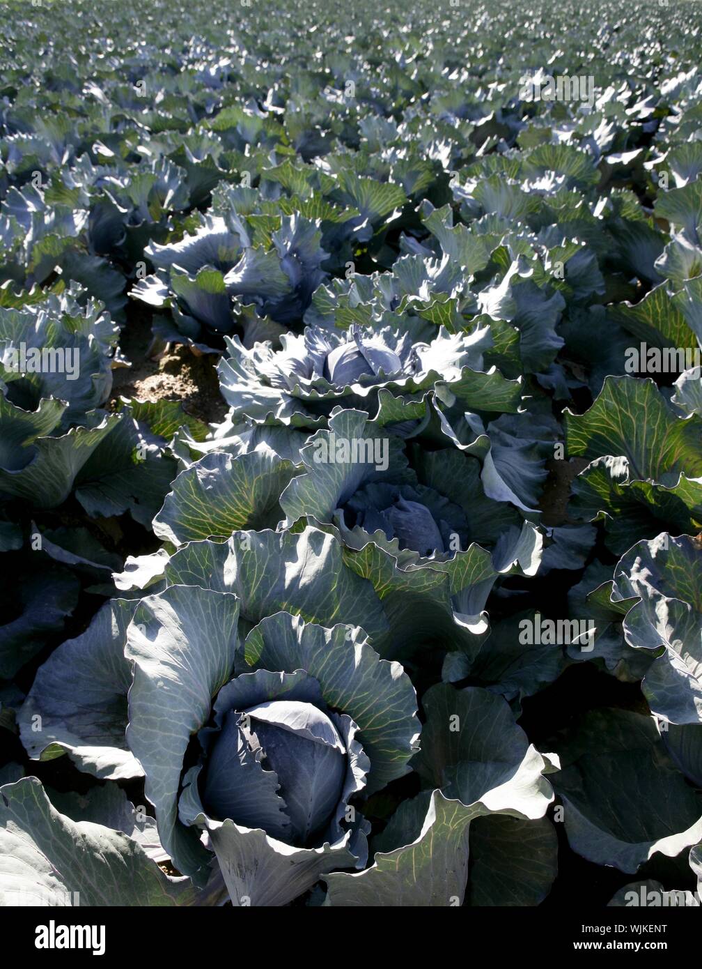 Agriculture in Spain, cabbage cultivation fields in Valencia area Stock ...