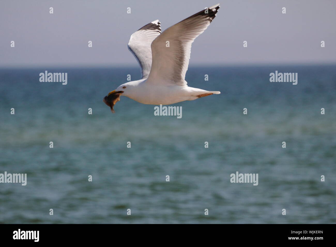 Dead sea fish hi-res stock photography and images - Alamy