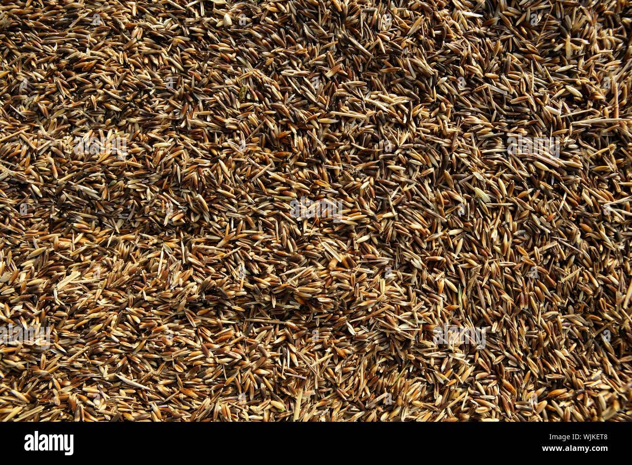 Oat cereal image. Oats texture background Stock Photo - Alamy