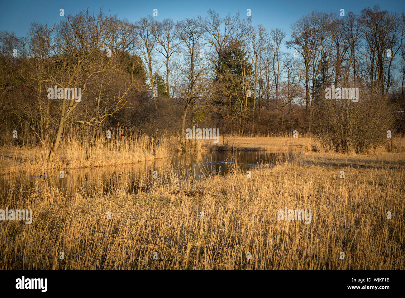 Wandern am Obertrumer See im Flachgau, Salzburg Stock Photo - Alamy