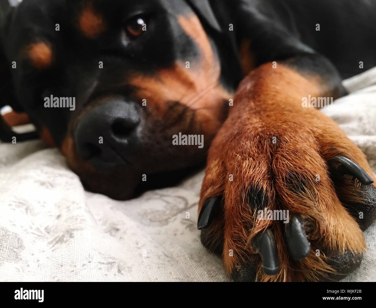 Rottweiler paw hi-res stock photography and images - Alamy