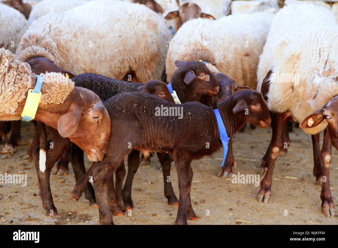 Sheep flock, baby lamb on the farm with mother Stock Photo - Alamy