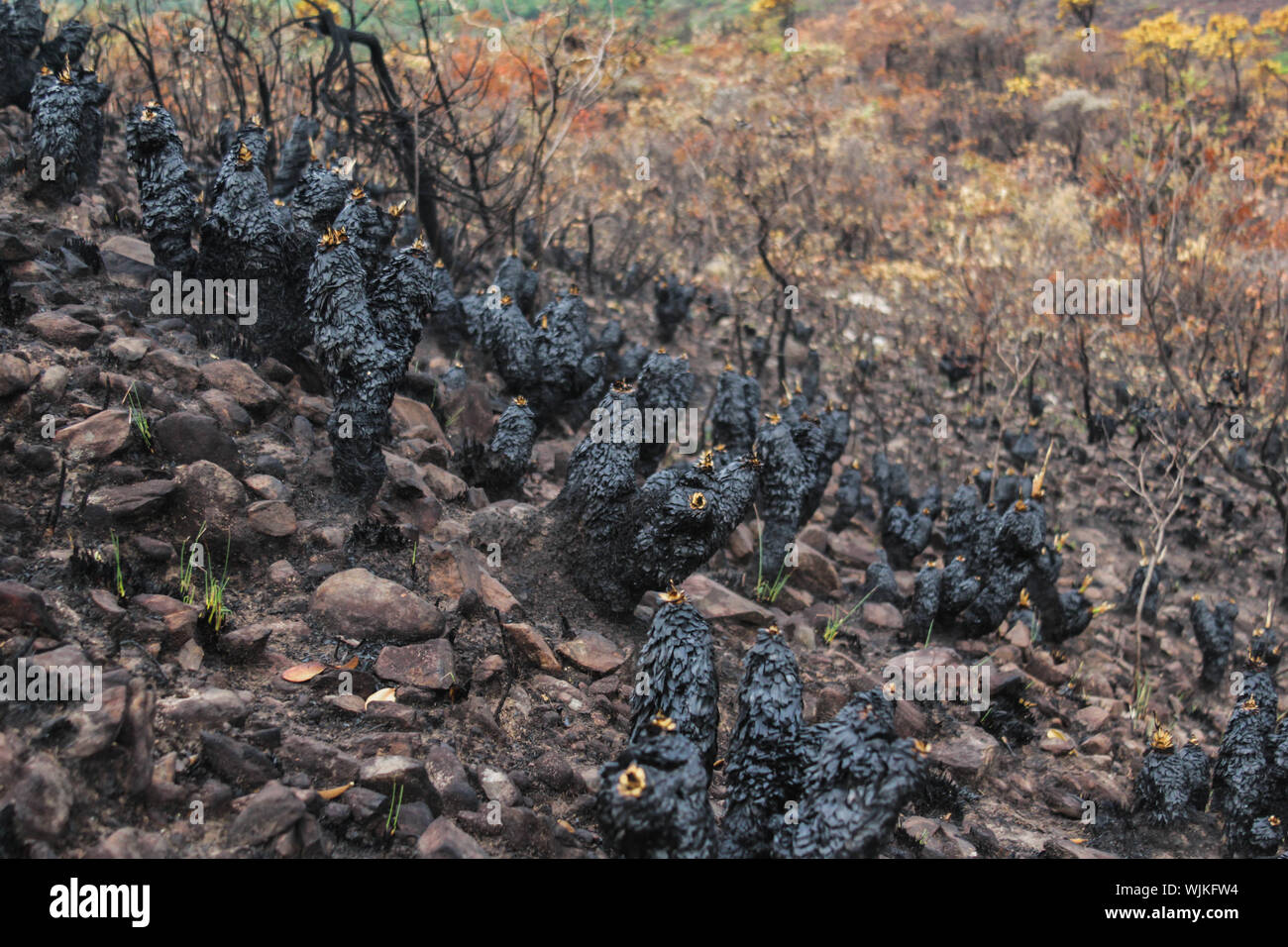 Burnt rock hi-res stock photography and images - Alamy