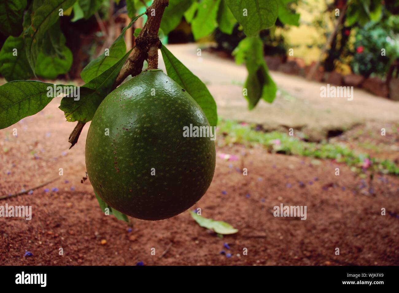 Calabash tree with fruit hi-res stock photography and images - Alamy