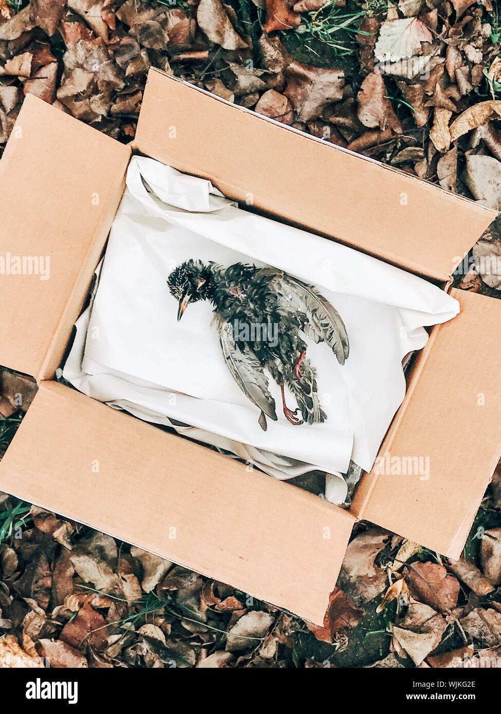 Dead Bird In Box High Resolution Stock Photography and Images - Alamy