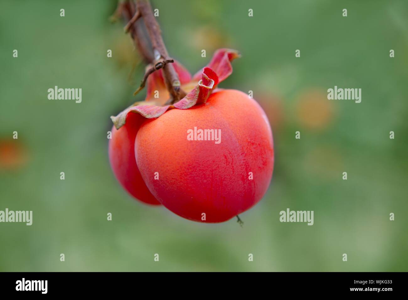 Persimmon fruit detail in vivid orange color on the tree branch Stock ...