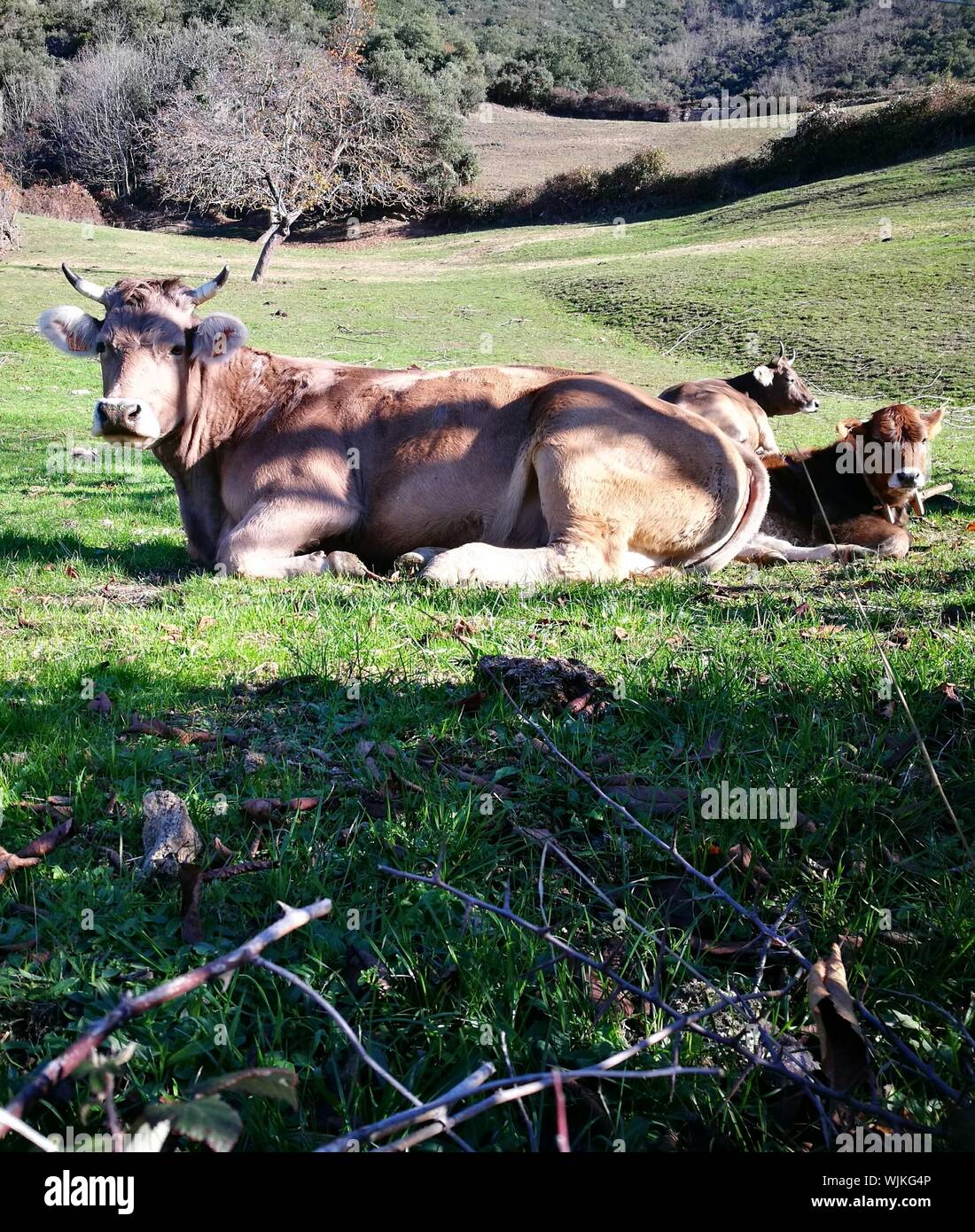 Sitting cows hi-res stock photography and images - Alamy