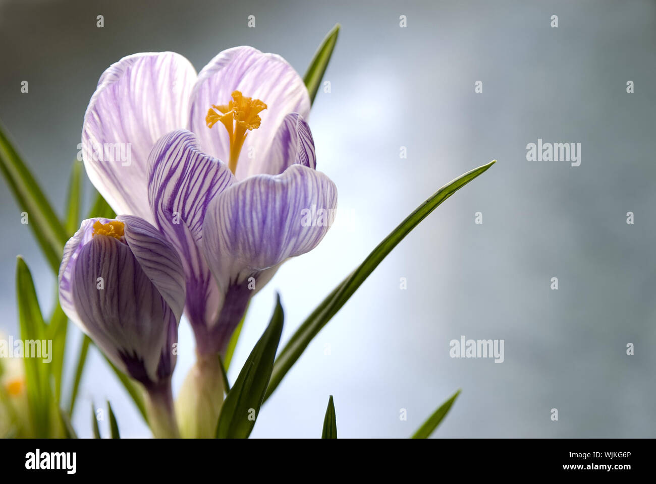 two small crocus Stock Photo - Alamy