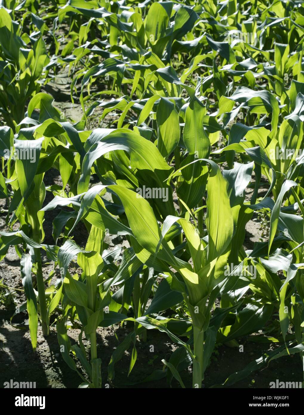 Corn fields growing up in Spain, mediterranean lands Stock Photo - Alamy