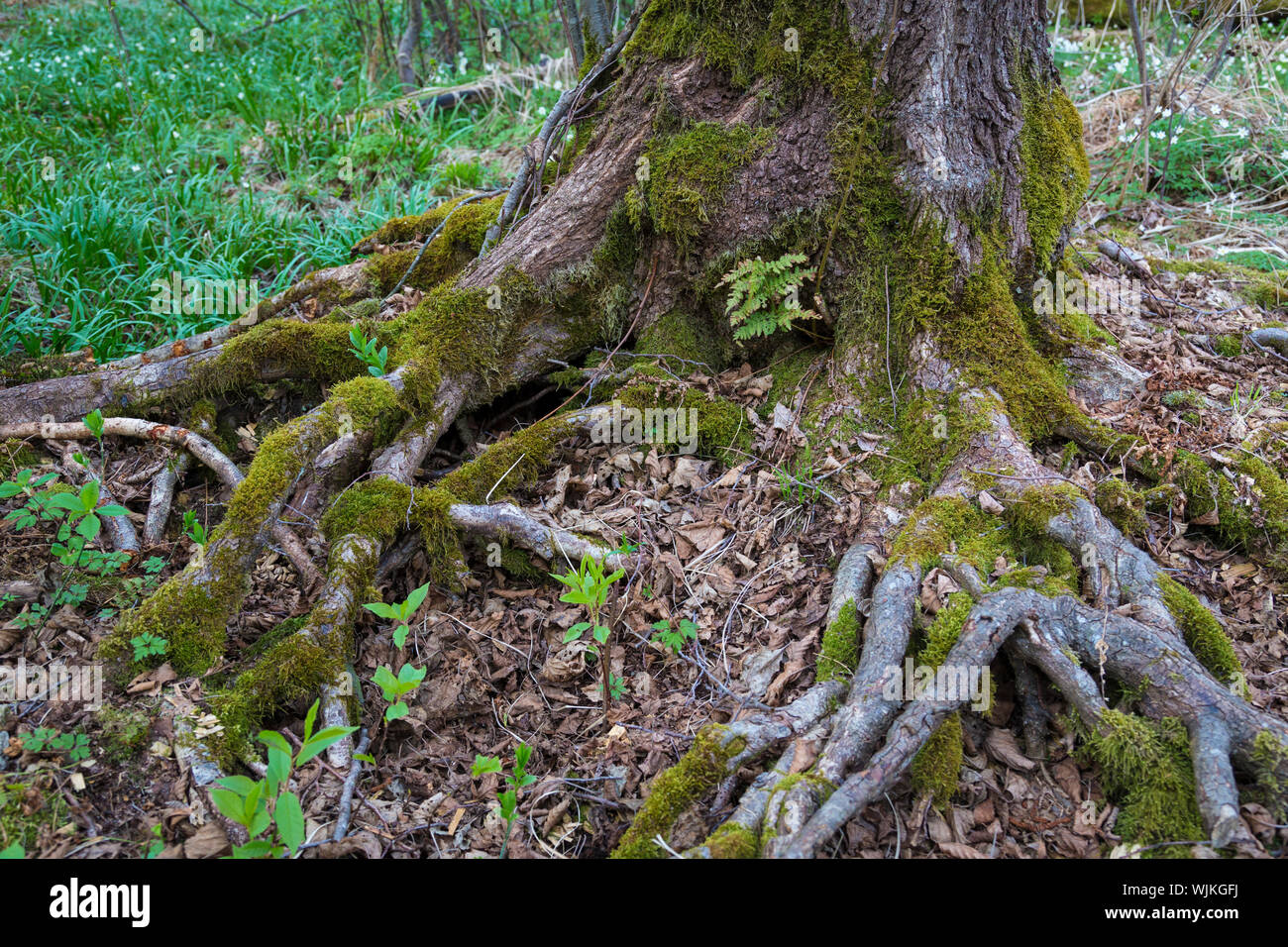 Baumwurzeln im Wald bei Burgstein, Ötztal Stock Photo - Alamy