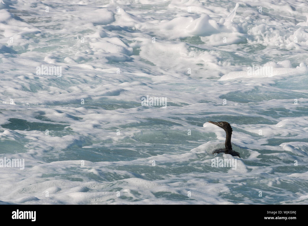 Cape Cormorant (Phalacrocorax capensis) swim in foam water. False Bay ...