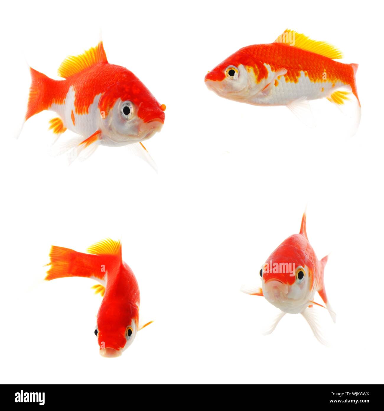collection of goldfish isolated on white showing nature or eco concept ...
