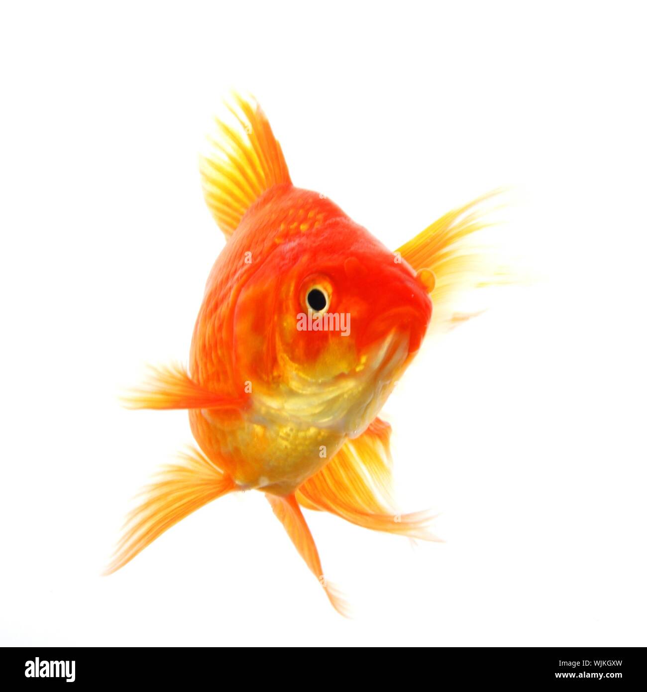 single goldfish animal isolated on white background Stock Photo - Alamy