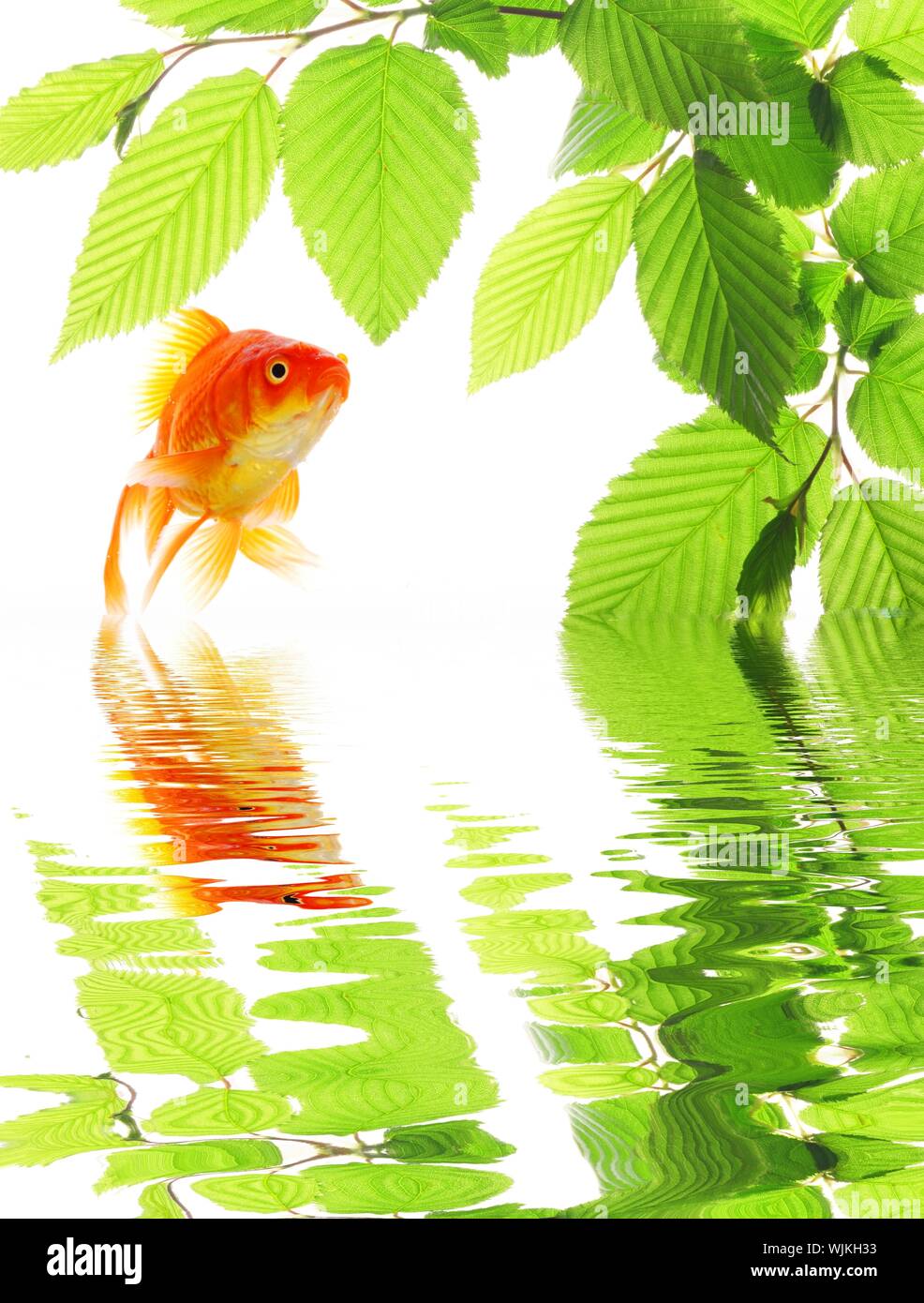 goldfish and green leaves with water reflection showing nature or spa ...