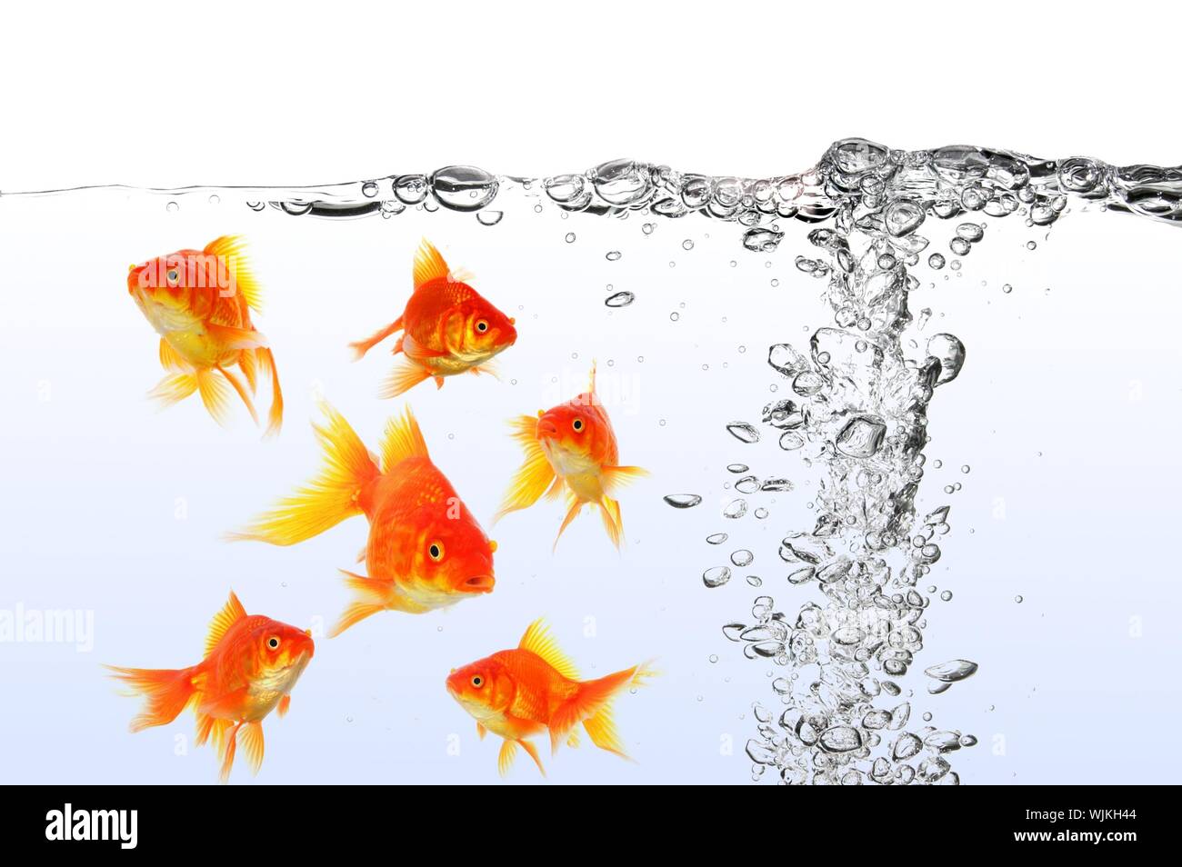 goldfish swimming in water or fishtank with air bubbles Stock Photo - Alamy