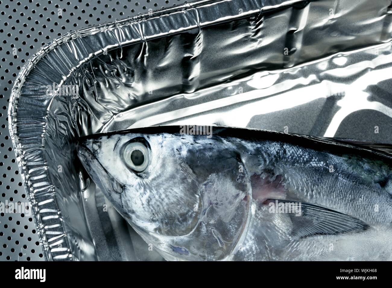 Euthynnus alletteratus, called false albacore from Mediterranean sea ...