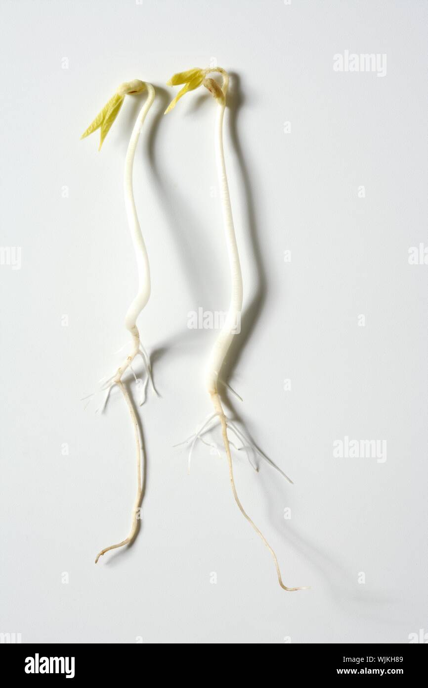 Soy bean outbreak. Life growing from soya seed, embryo Stock Photo - Alamy