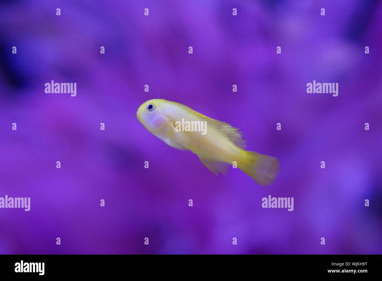 Purple And Yellow Fish