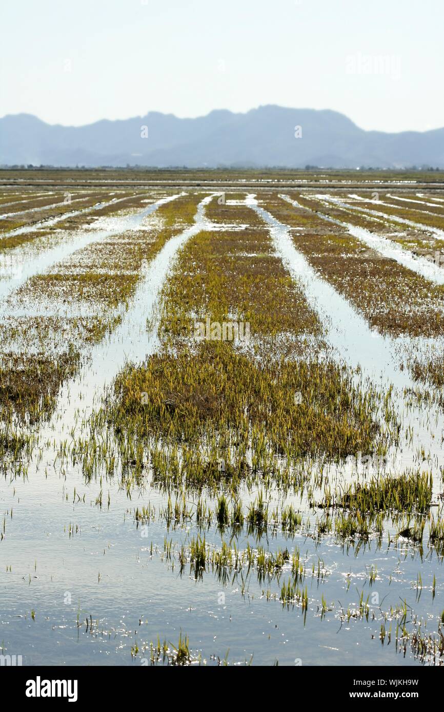 Growing rice fields in Spain. Sun water reflexion Stock Photo - Alamy