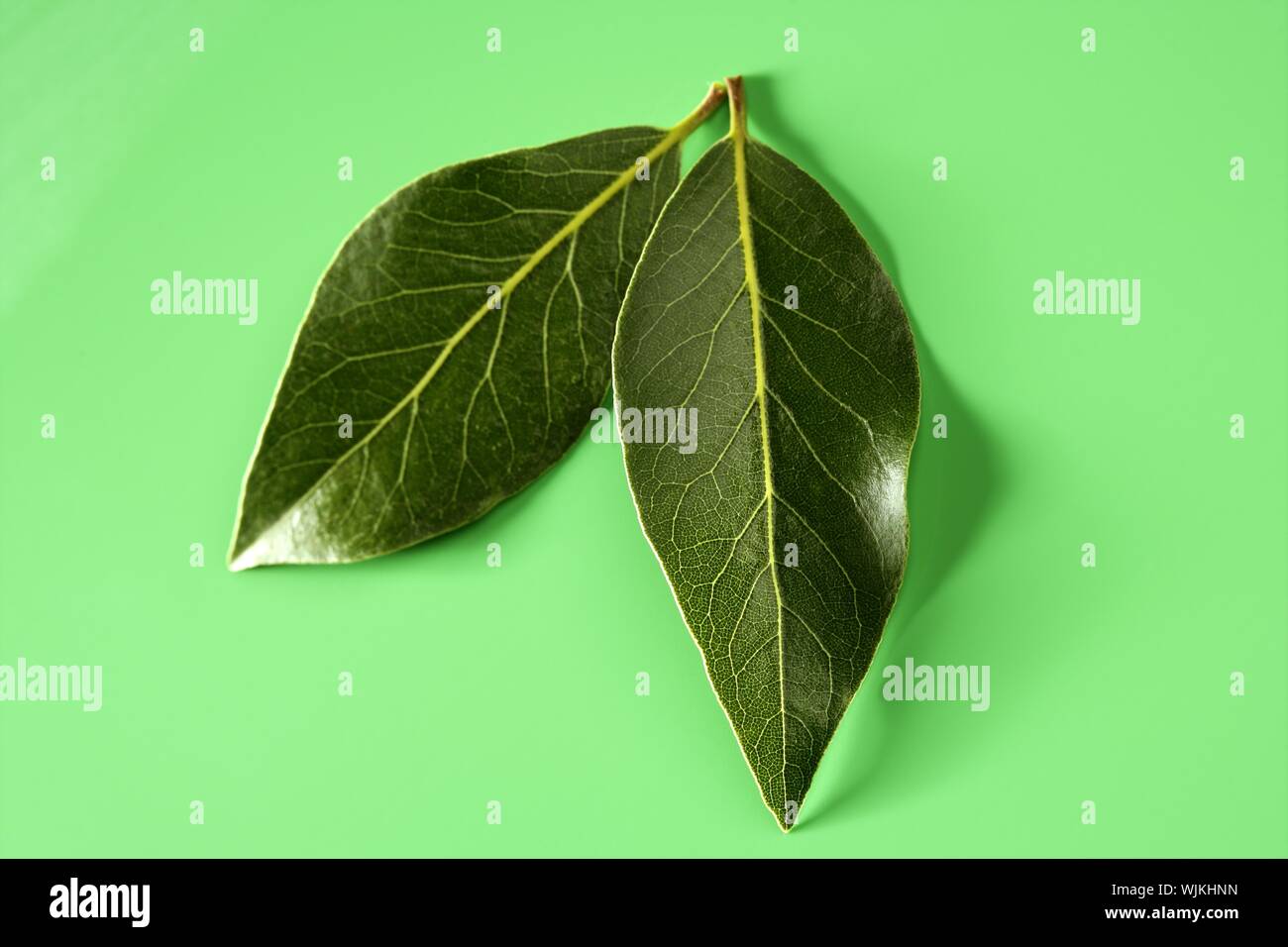 Shiny laurel leaves at green studio background Stock Photo - Alamy
